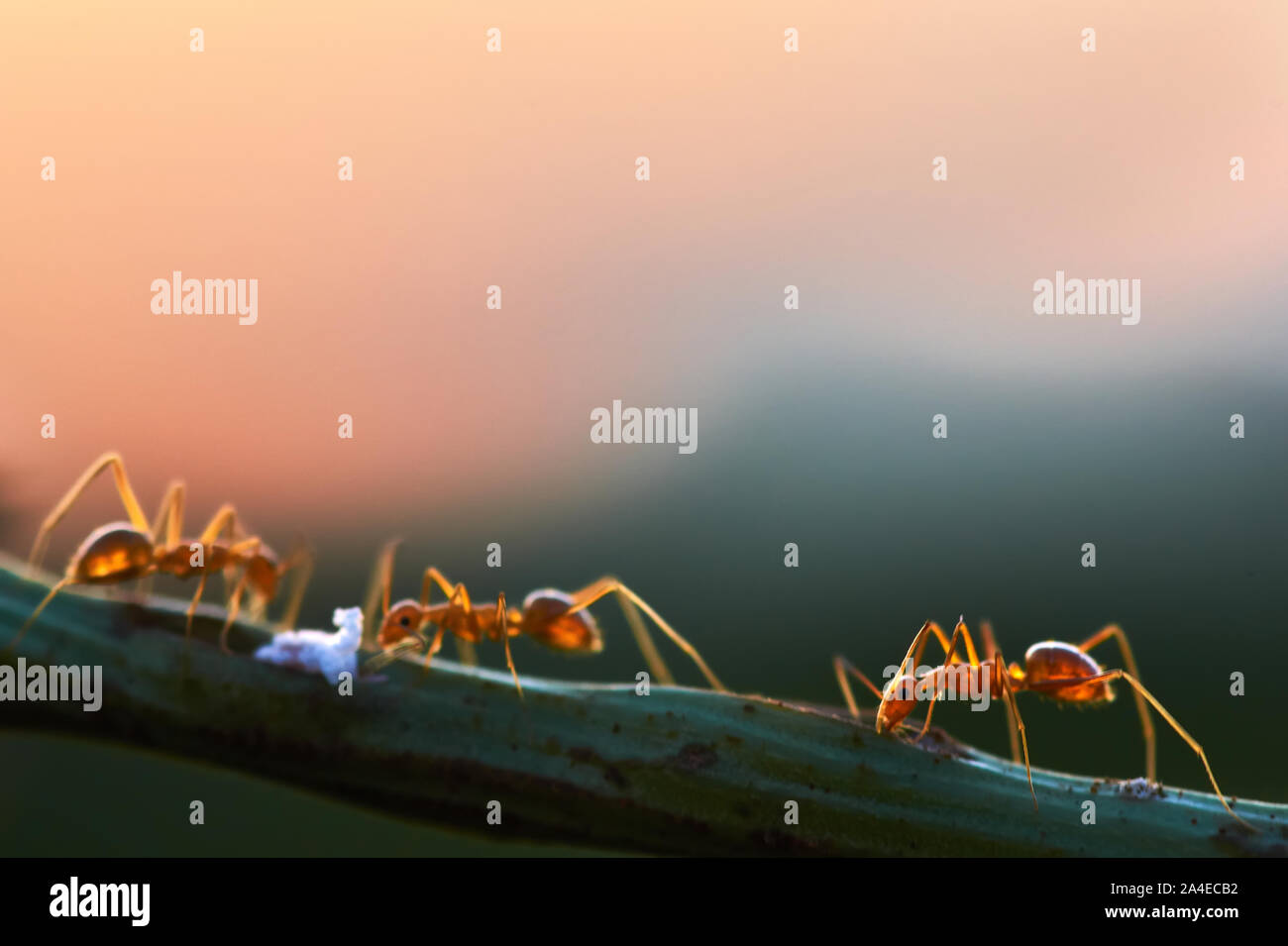 Ant plant stem hi-res stock photography and images - Alamy