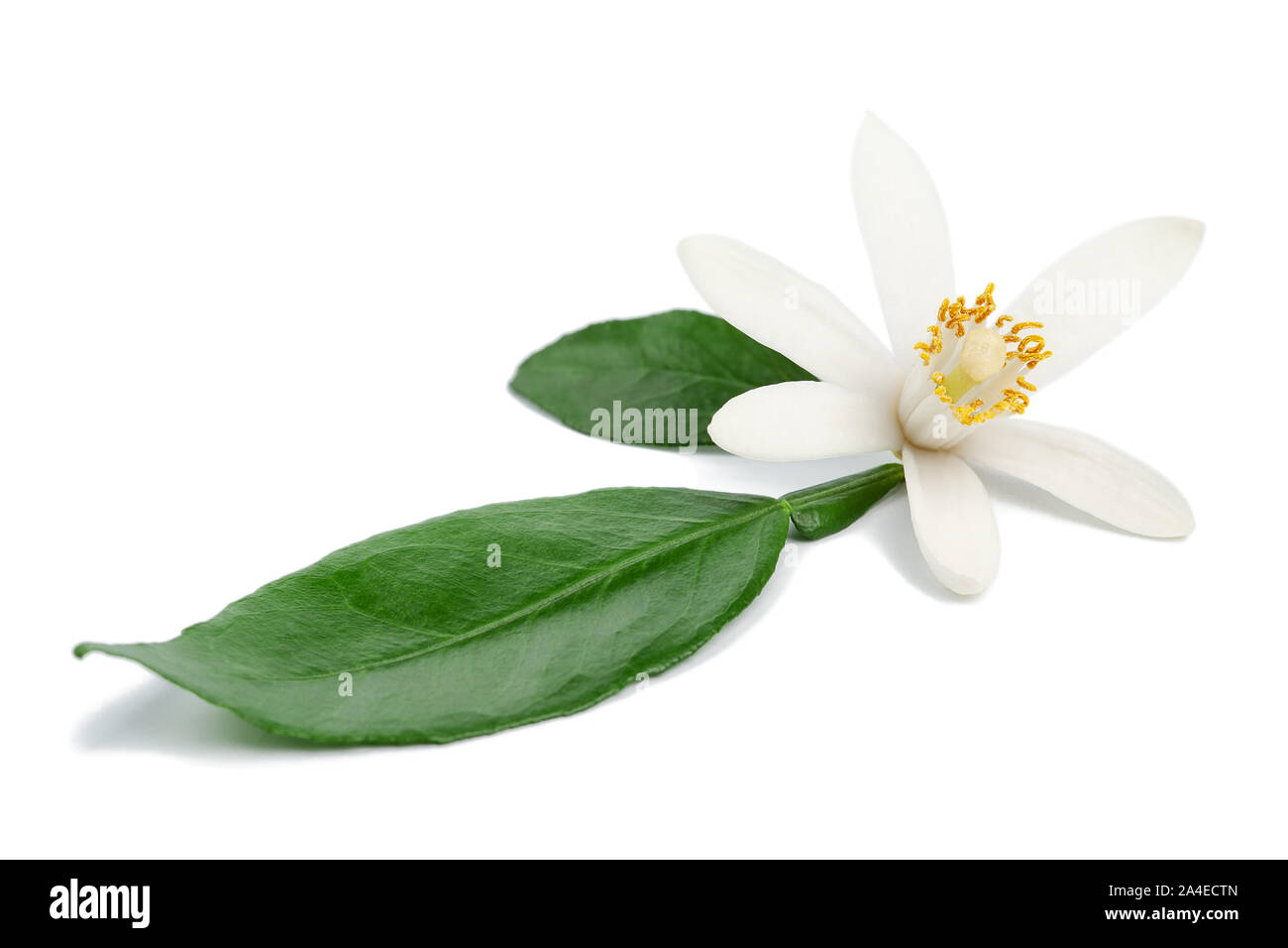 Lemon citrus flower ingredient with leaves, isolated on white Stock ...