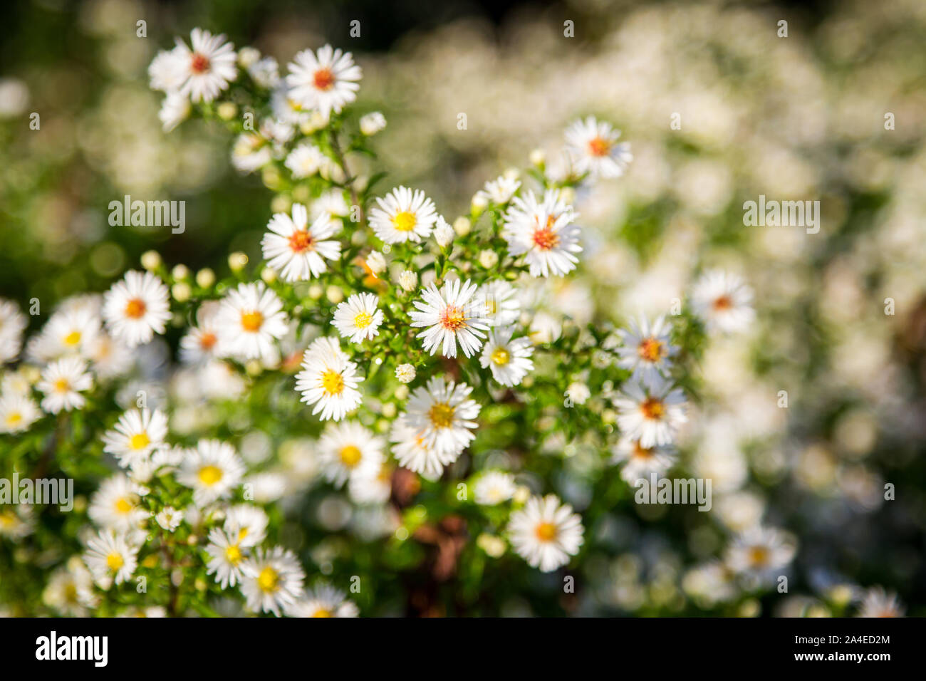 Asters field hi-res stock photography and images - Alamy