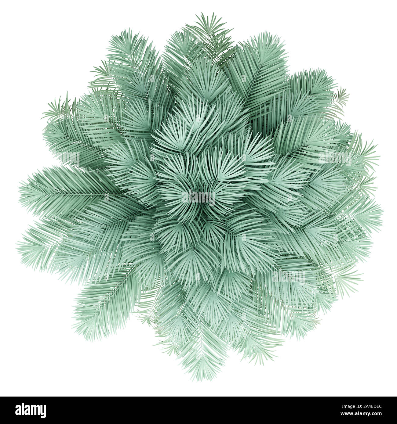 silver date palm tree isolated on white background. top view. 3d ...