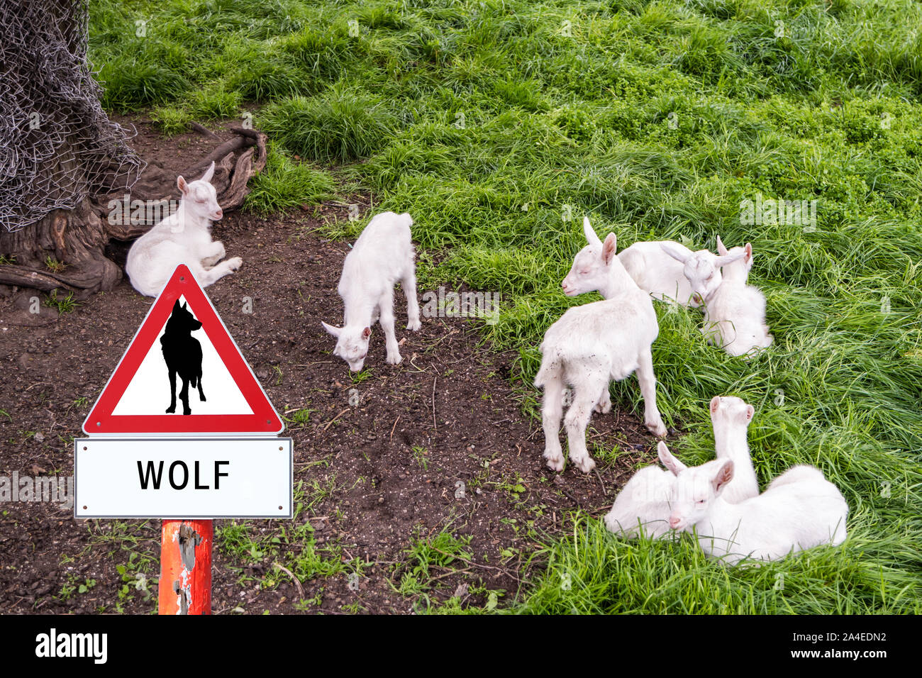 Warn Sign Wolf Goats Stock Photo - Alamy