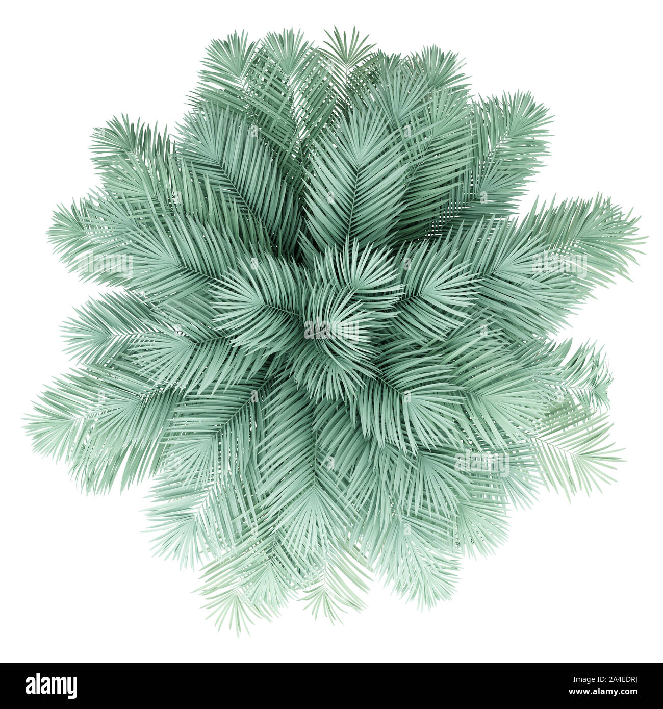 silver date palm tree isolated on white background. top view. 3d ...