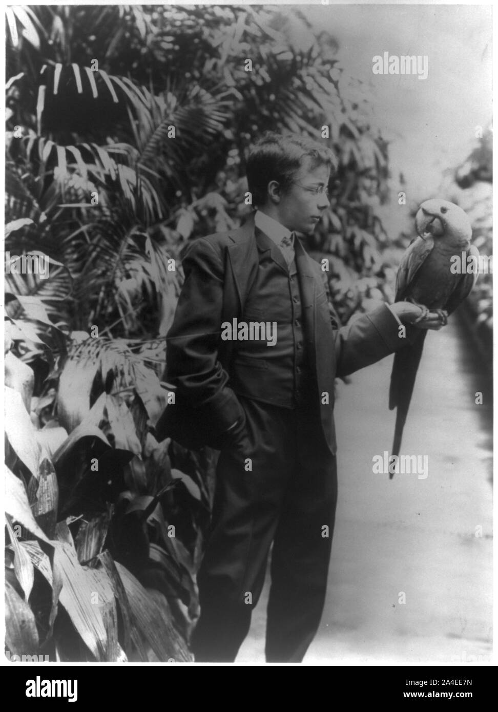 Theodore Roosevelt & Eli Yale [blue macaw] Stock Photo - Alamy