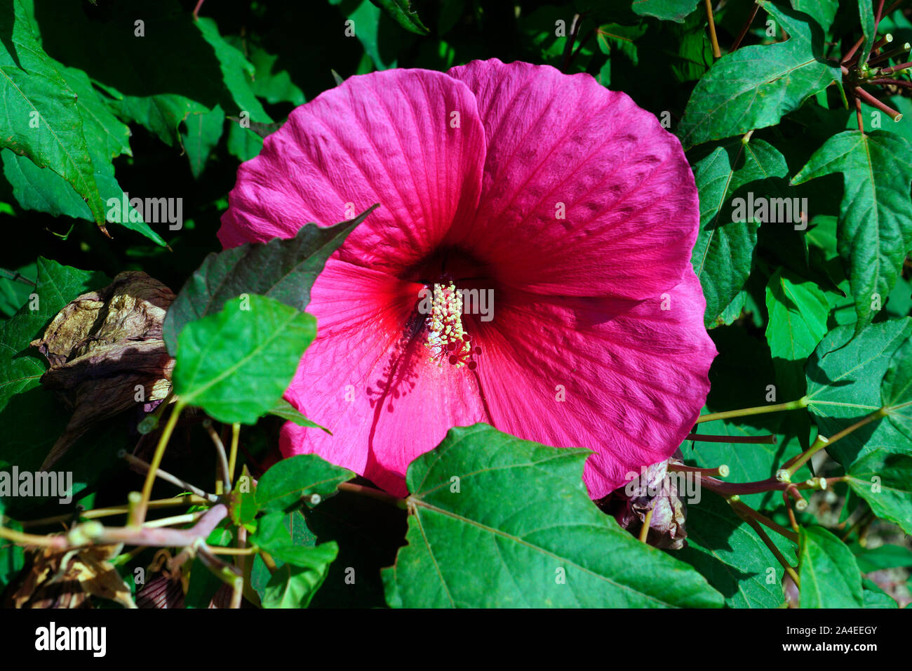 HIBISCUS. (ROSE MALLOW Stock Photo - Alamy