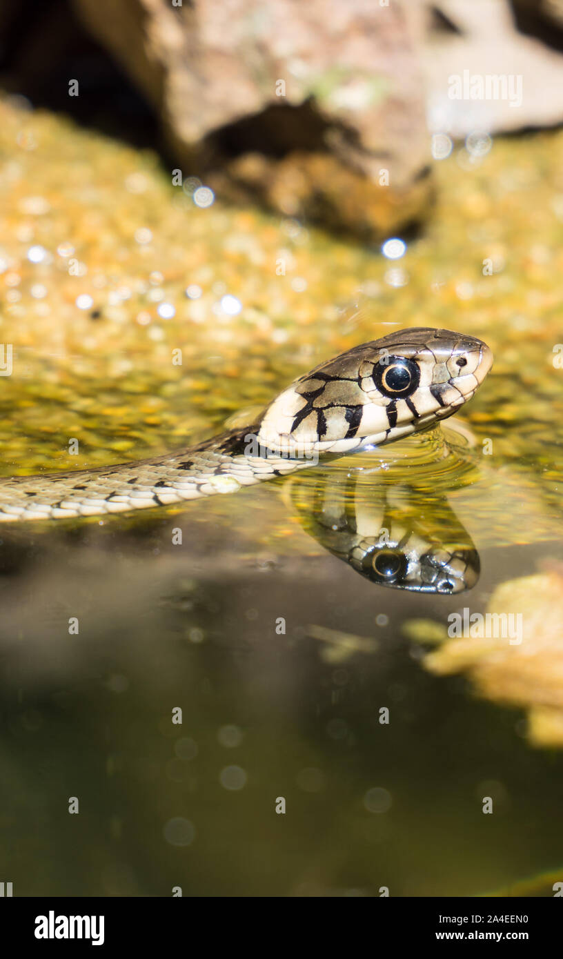 Snake at the garden pond Stock Photo - Alamy