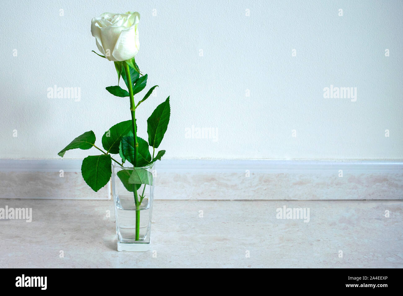 Single White Rose In Vase