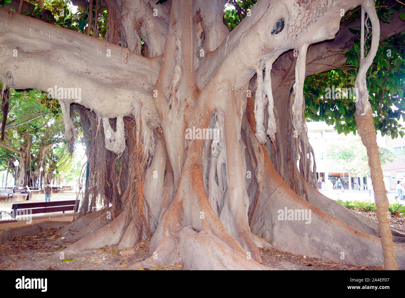 Historic moreton bay fig tree hi-res stock photography and images - Alamy