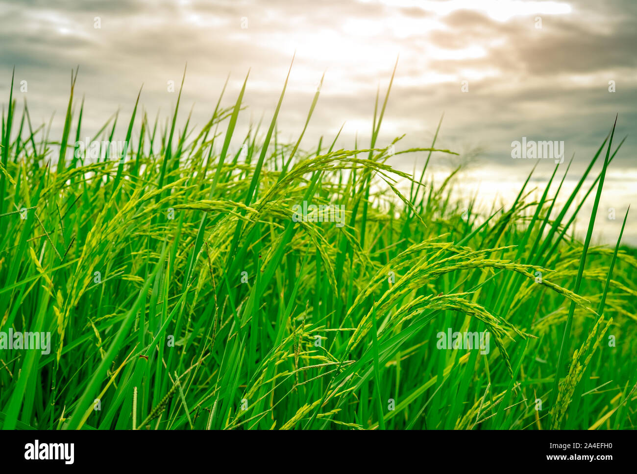 Green rice paddy field. Rice plantation. Organic jasmine rice farm in ...