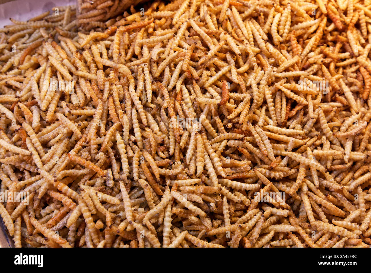 Fried worms hi-res stock photography and images - Alamy