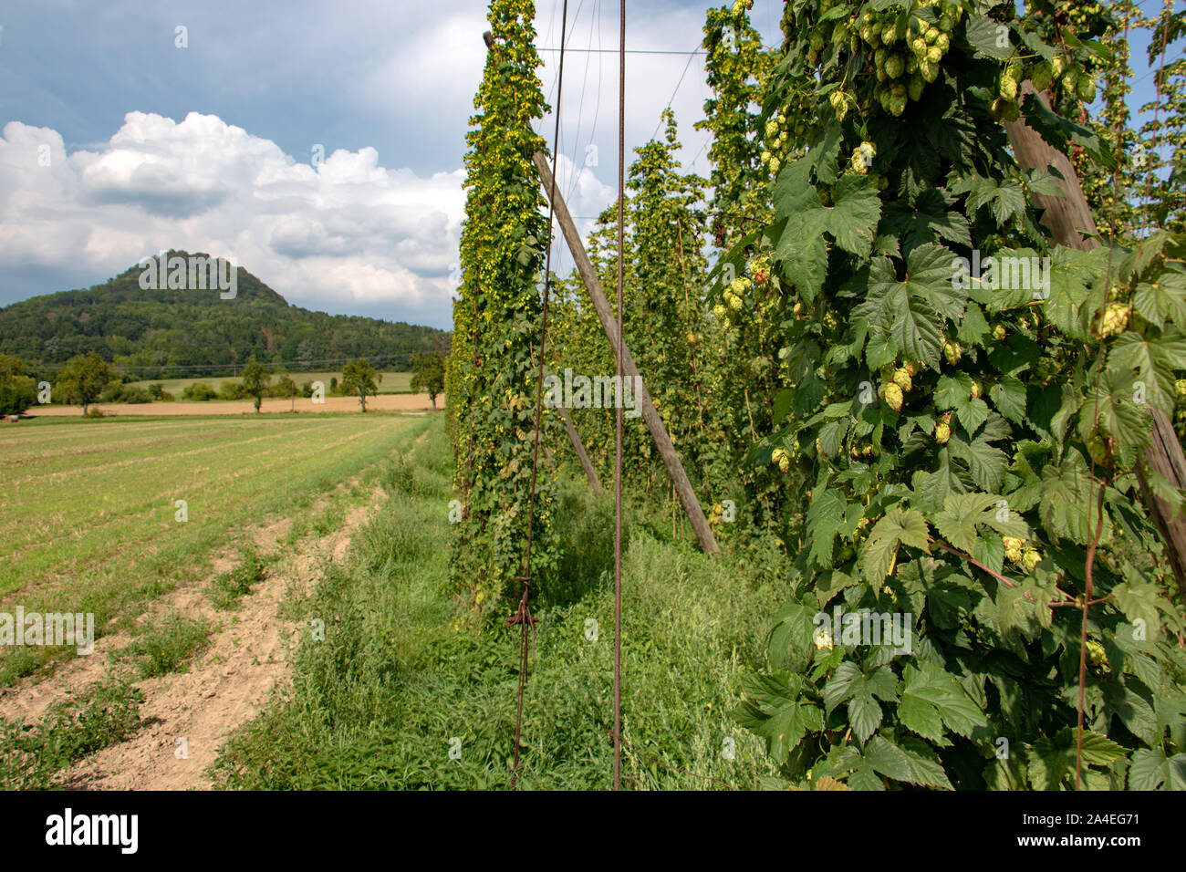 Agriculture hop landscape plant hi-res stock photography and images - Alamy