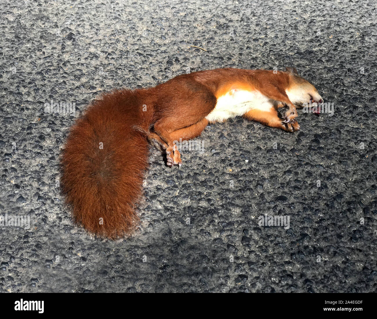 Dead animal squirrel roadkill hi-res stock photography and images - Alamy