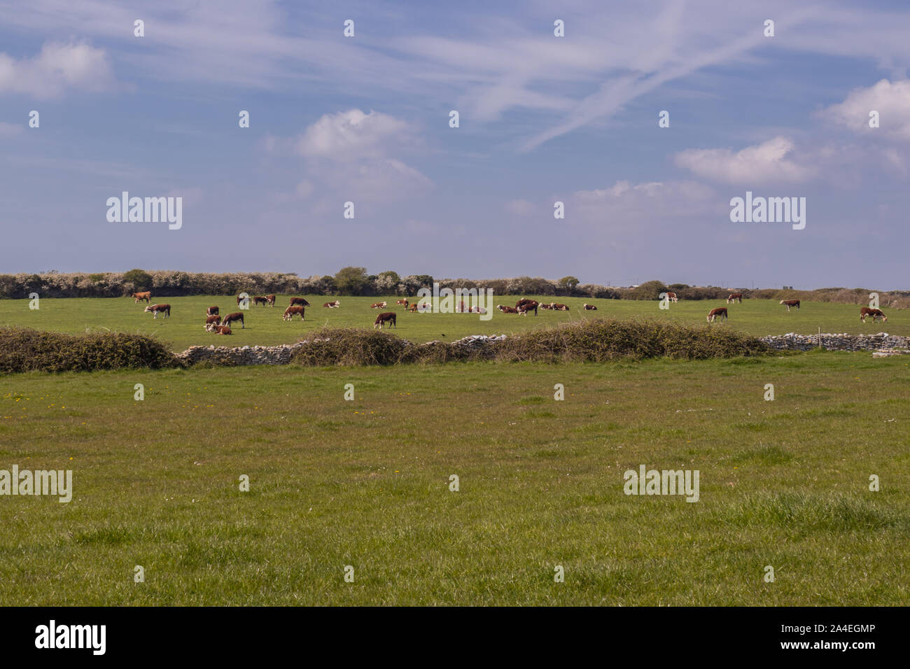 Dancing cows hi-res stock photography and images - Alamy