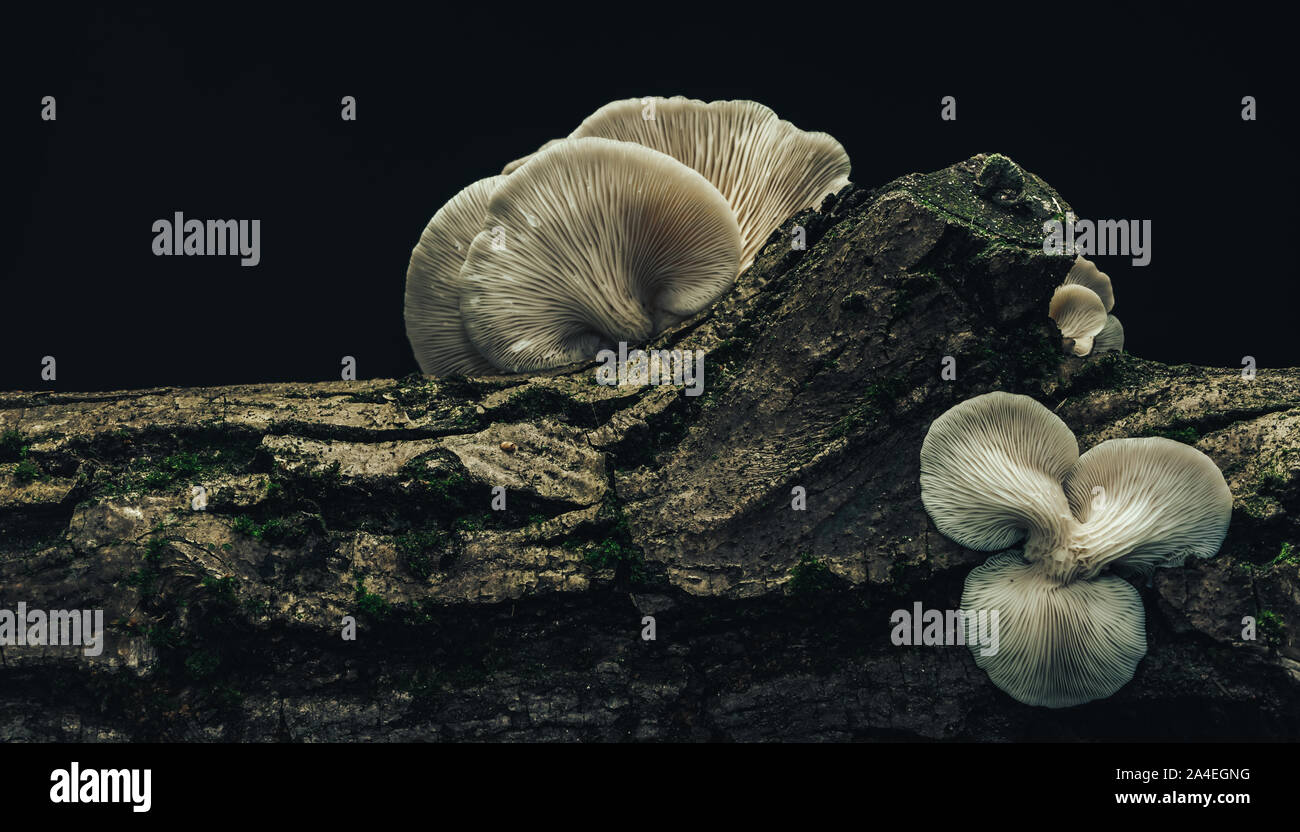 Close up beautiful bunch mushrooms in the tree background texture Stock ...