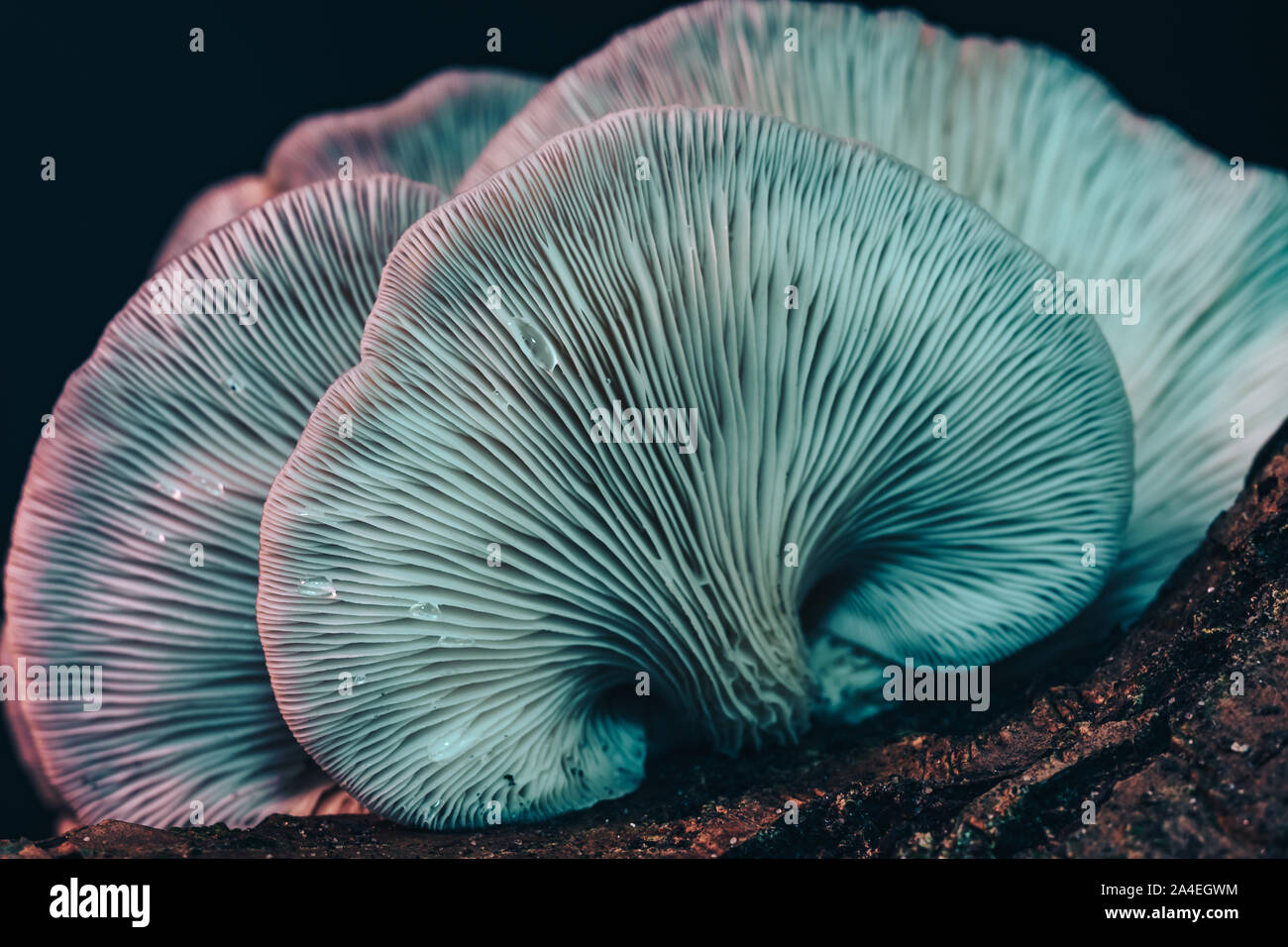 Beautiful mushrooms with color light background texture. Macro ...