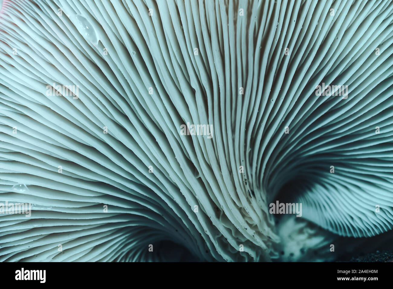 Beautiful mushrooms with color light background texture. Macro ...