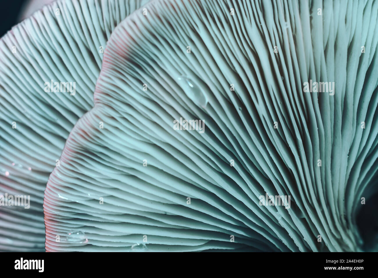 Beautiful mushrooms with color light background texture. Macro ...