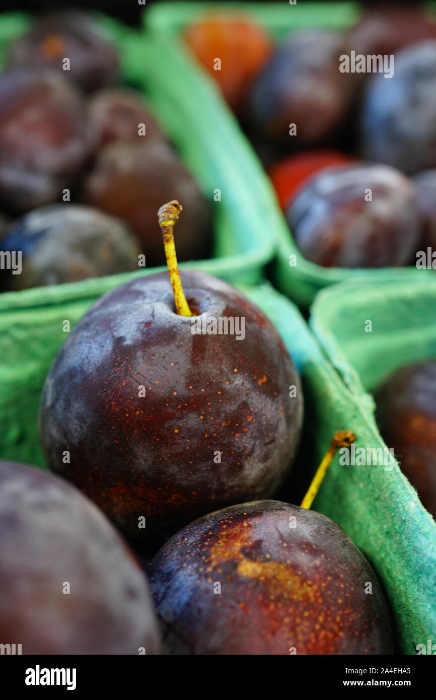 Containers of purple Italian plums in the fall Stock Photo - Alamy