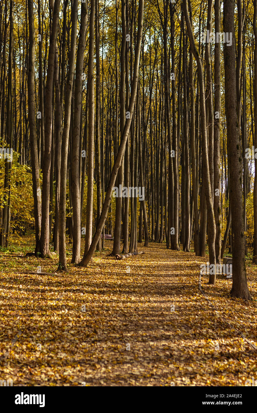 Deciduous tall tree hi-res stock photography and images - Alamy