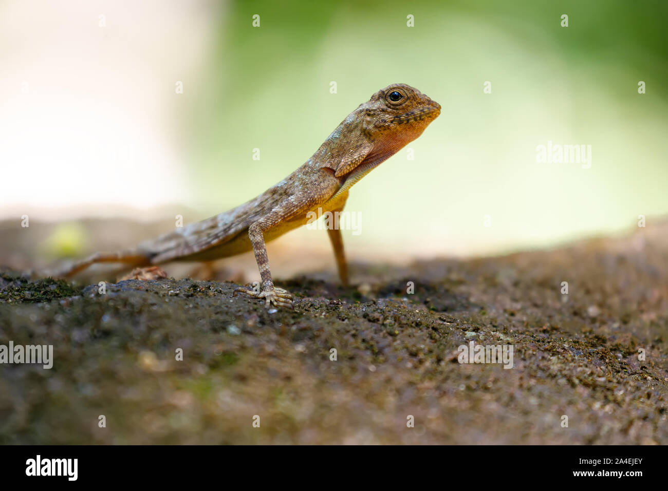Flying lizard hi-res stock photography and images - Alamy