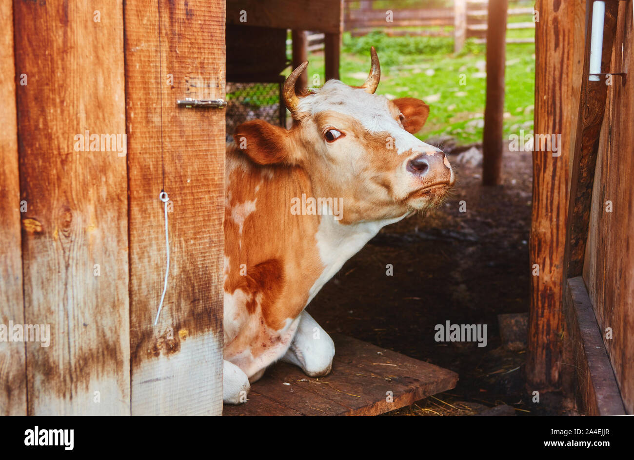 Cow Barn Door High Resolution Stock Photography and Images - Alamy