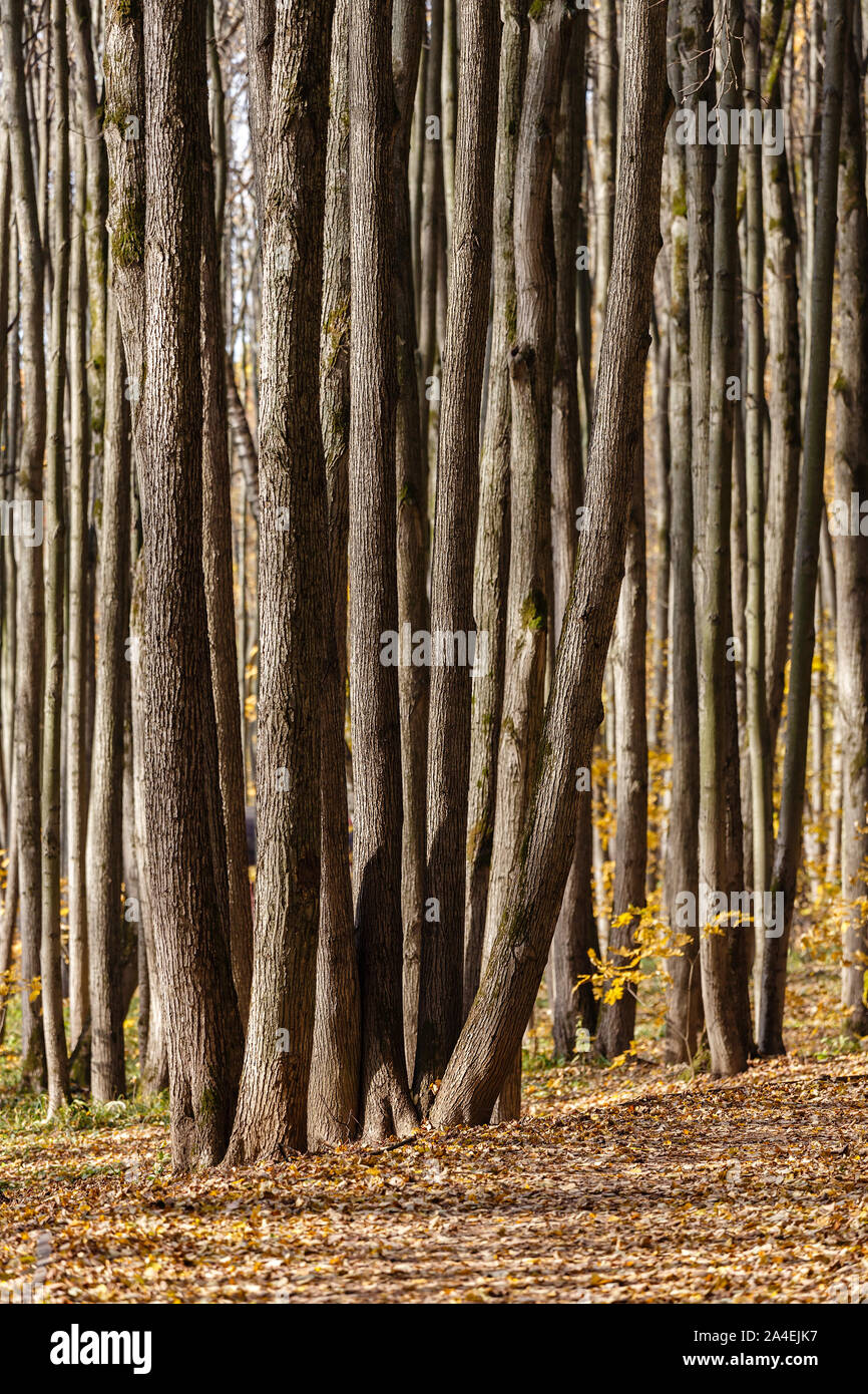 Trunks of tall trees growing in deciduous wood Stock Photo - Alamy