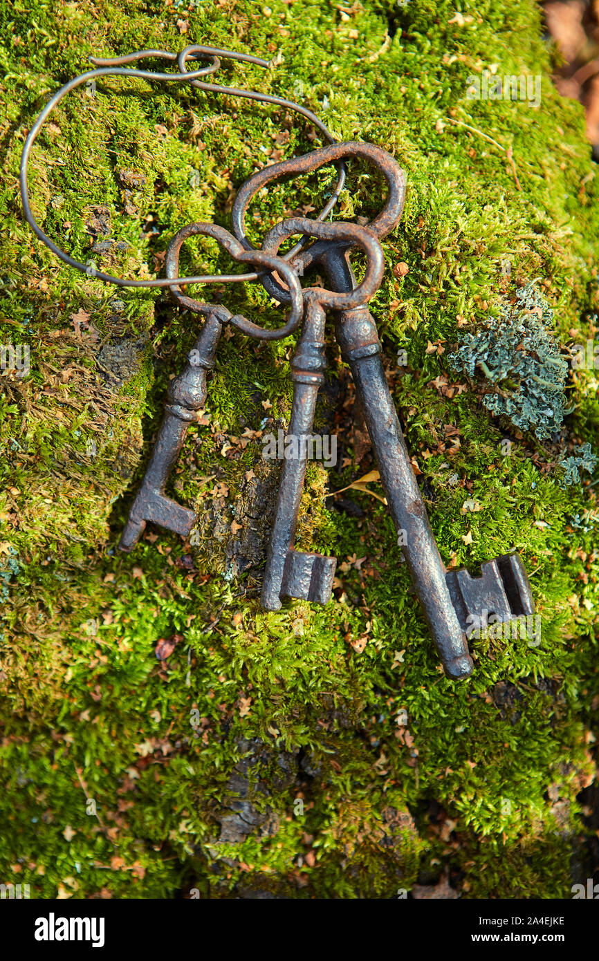 A bunch of old iron keys lying on The forest moss, close-up Stock Photo ...