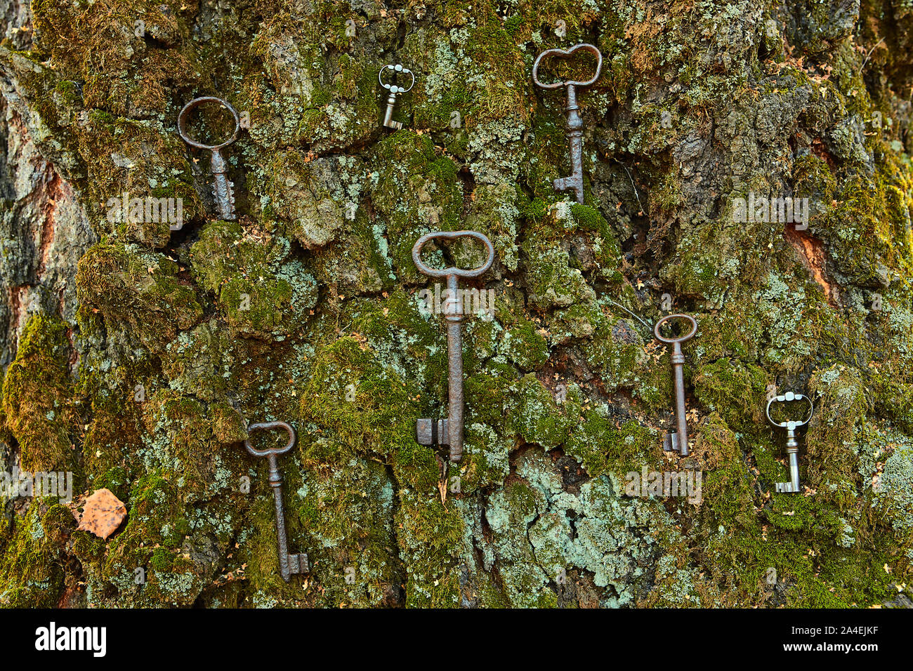 Many old iron keys on a tree covered with moss Stock Photo - Alamy
