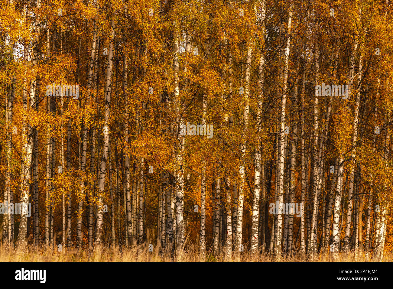 Autumn pattern of golden russian birch Stock Photo - Alamy