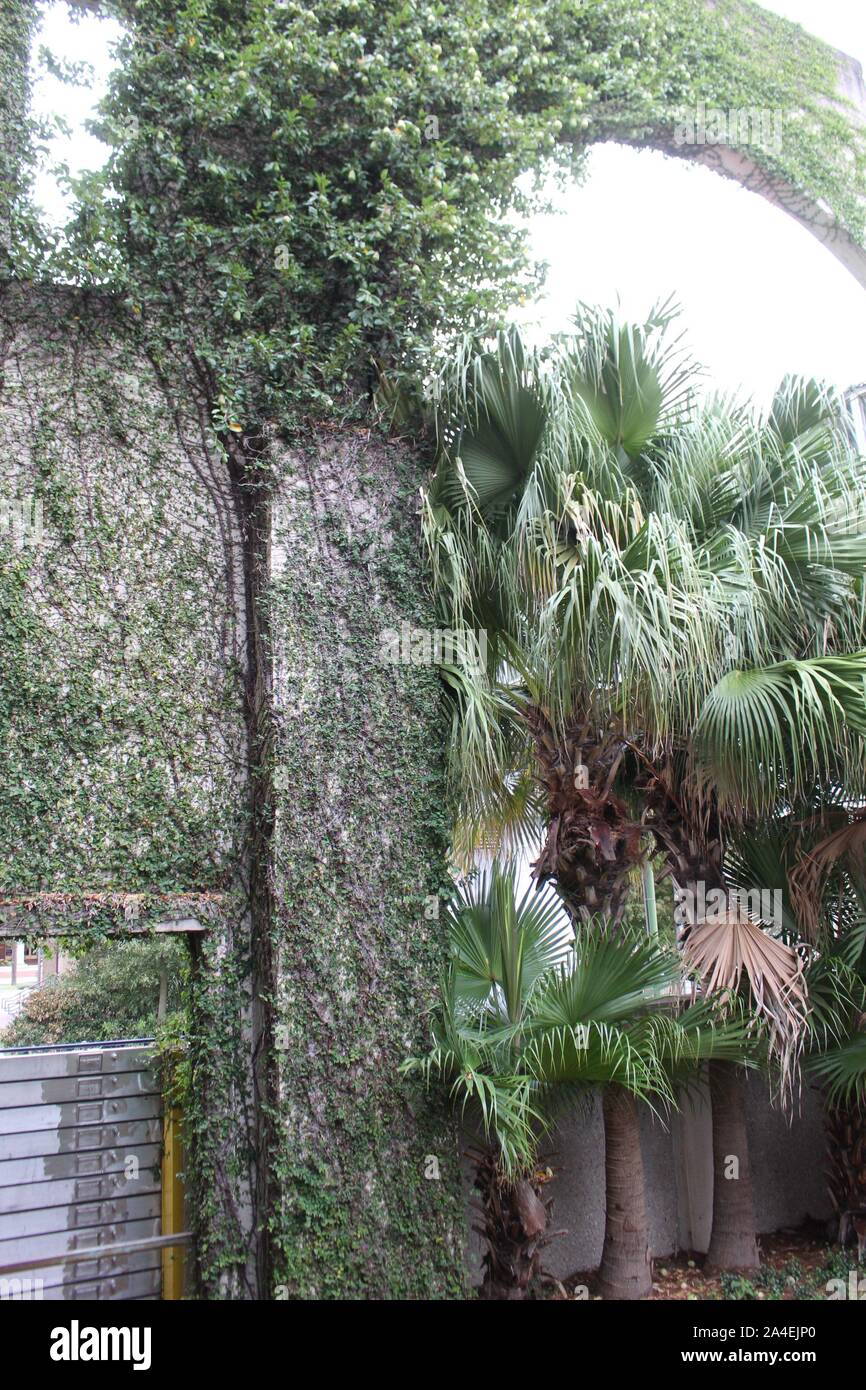 Overgrown with vines hi-res stock photography and images - Alamy