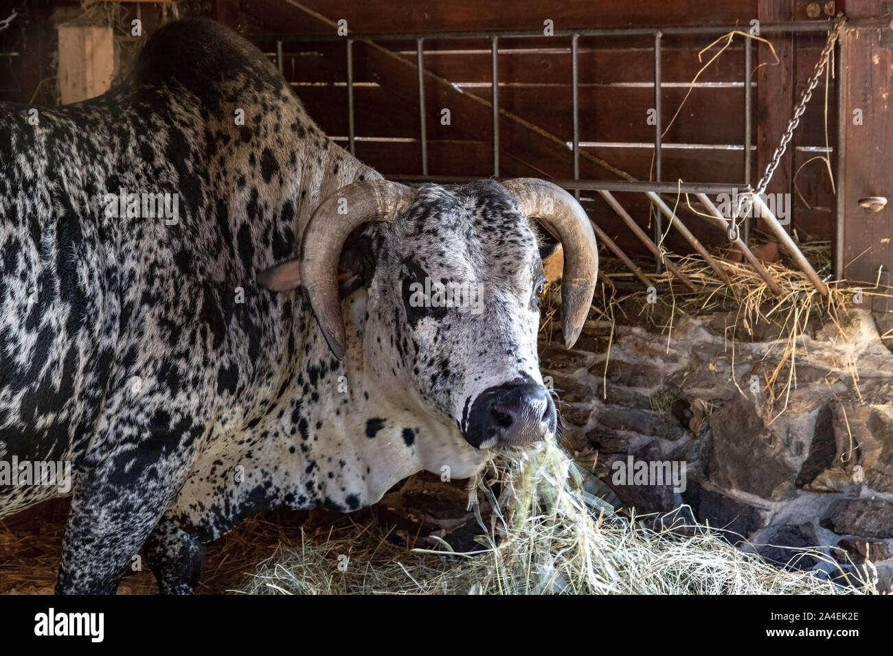 Bos indicus hi-res stock photography and images - Alamy