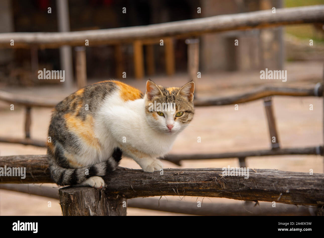 Cat sits on a log hi-res stock photography and images - Alamy