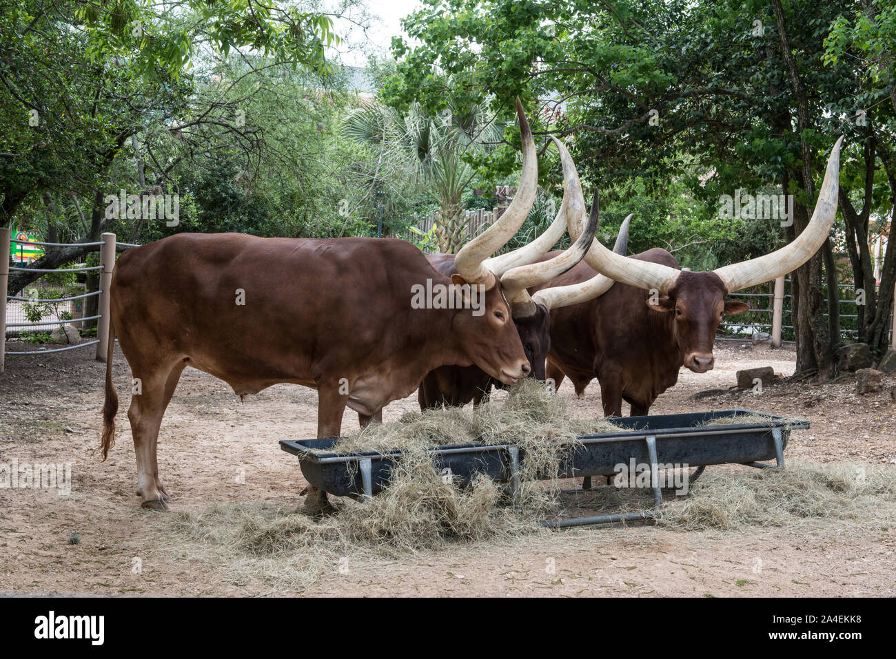 Houston zoo hi-res stock photography and images - Alamy