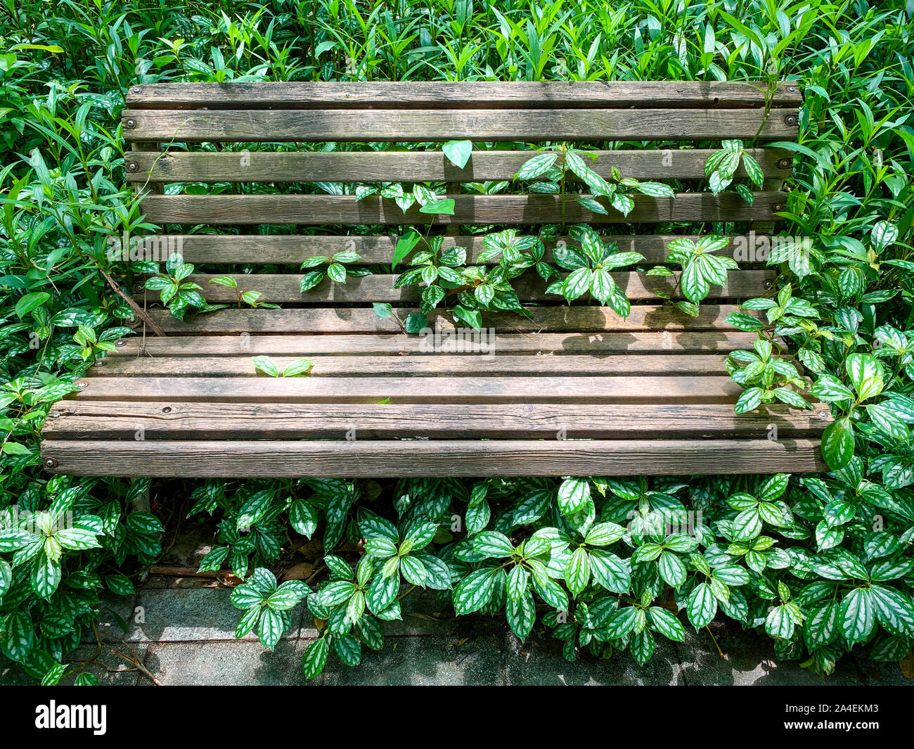 An aged wooden street bench surrounded by the beautiful houseplants ...
