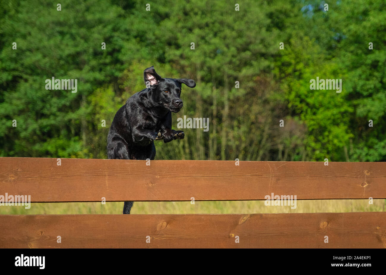 Black Labrador Retriever jumping over a wooden obstacle Stock Photo - Alamy