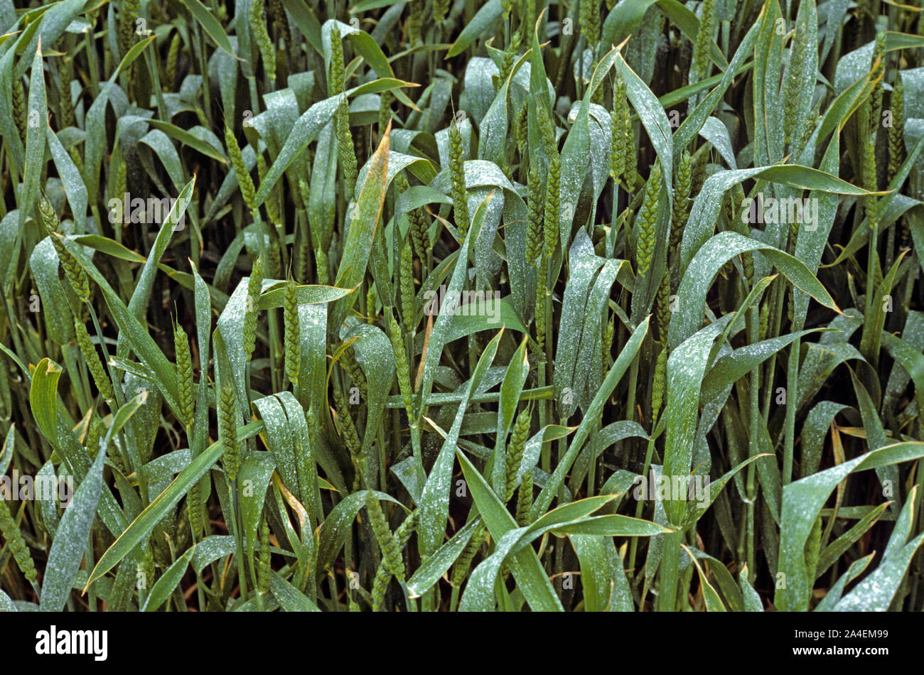 Wheat flag leaf hi-res stock photography and images - Alamy