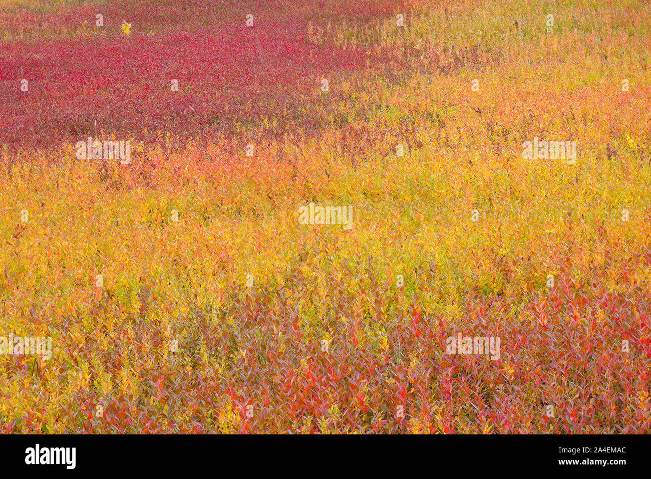 Blueberry Hillside in Franklin, Hancock County, Maine, USA Stock Photo ...