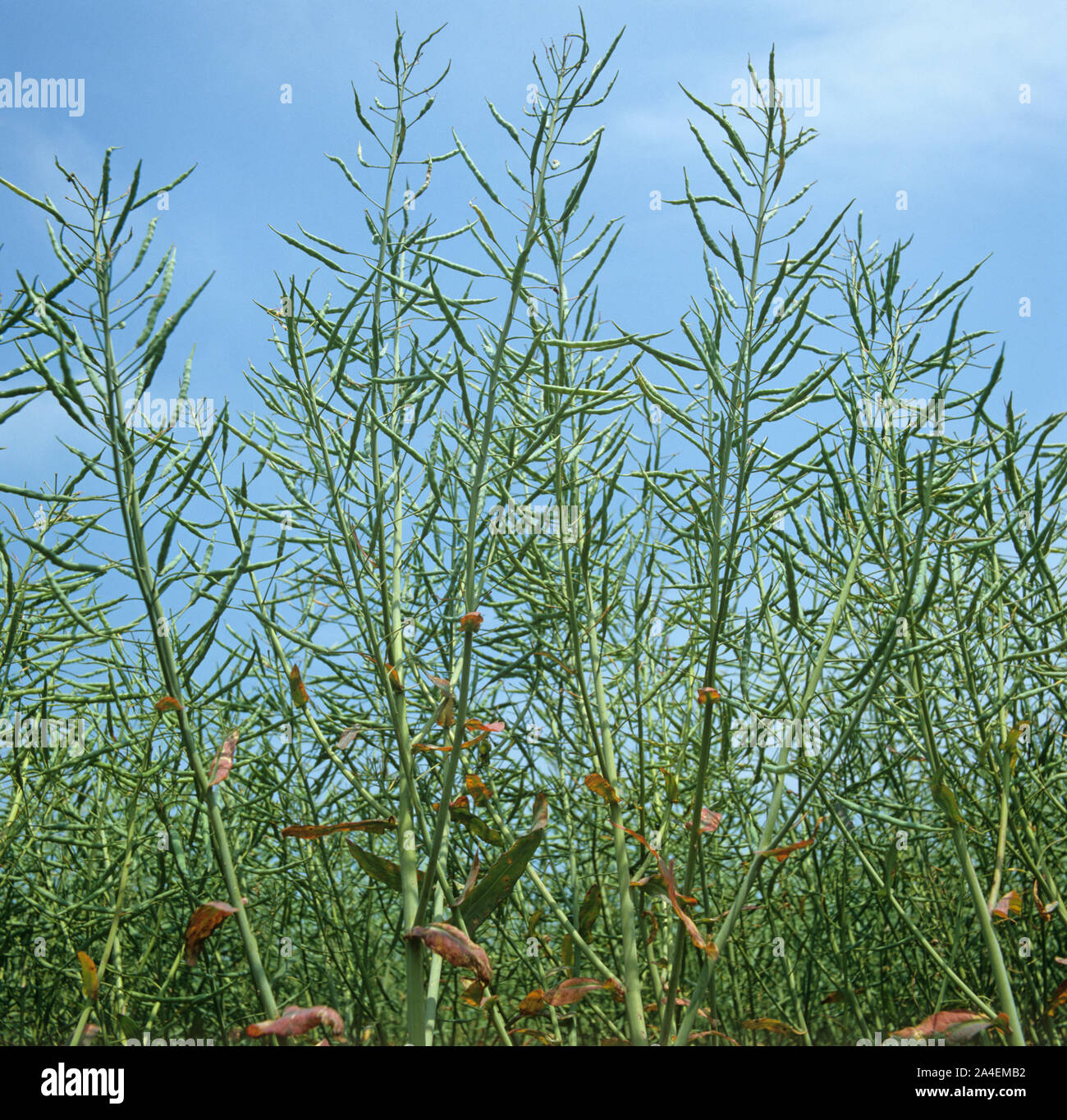 Oilseed rape or canola seedheads with mature green pods against blue ...