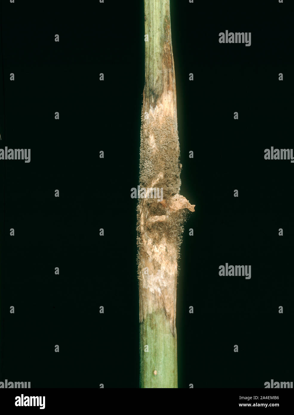 Grey mould (Botrytis cinerea) lesion with necrosis and mycelium mould ...