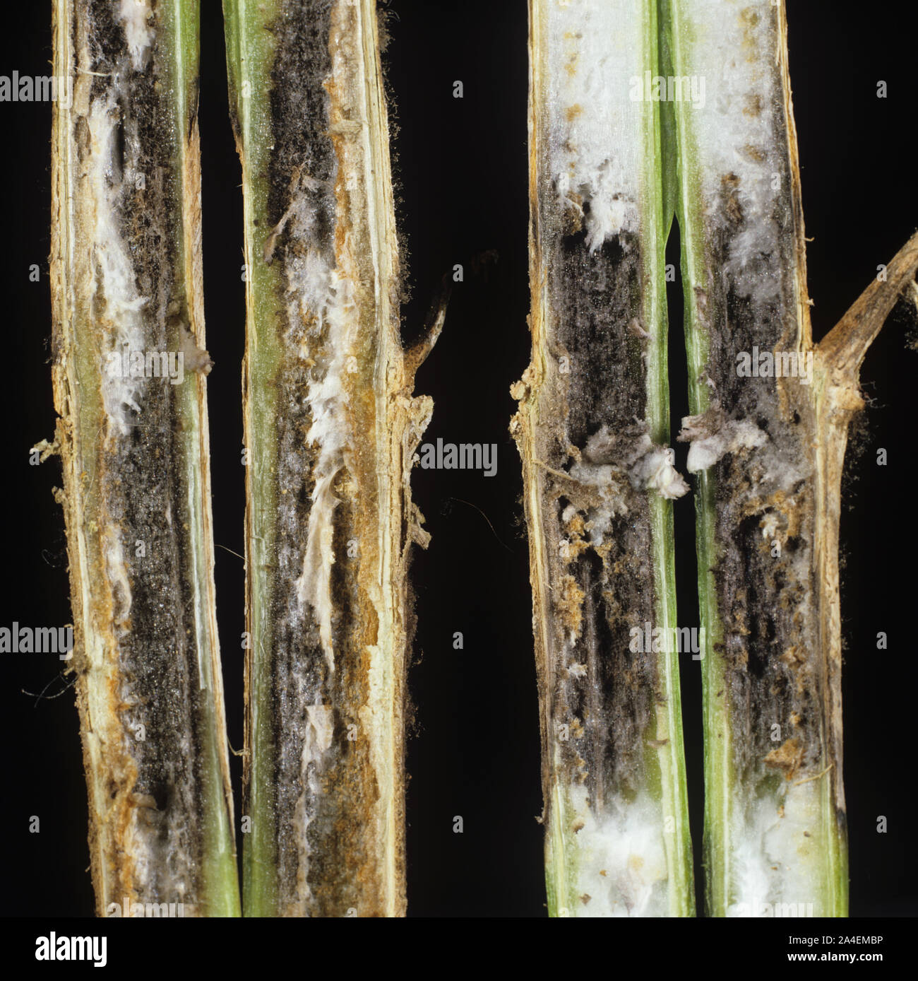 Grey mould (Botrytis cinerea) lesion with necrosis and mycelium mould ...