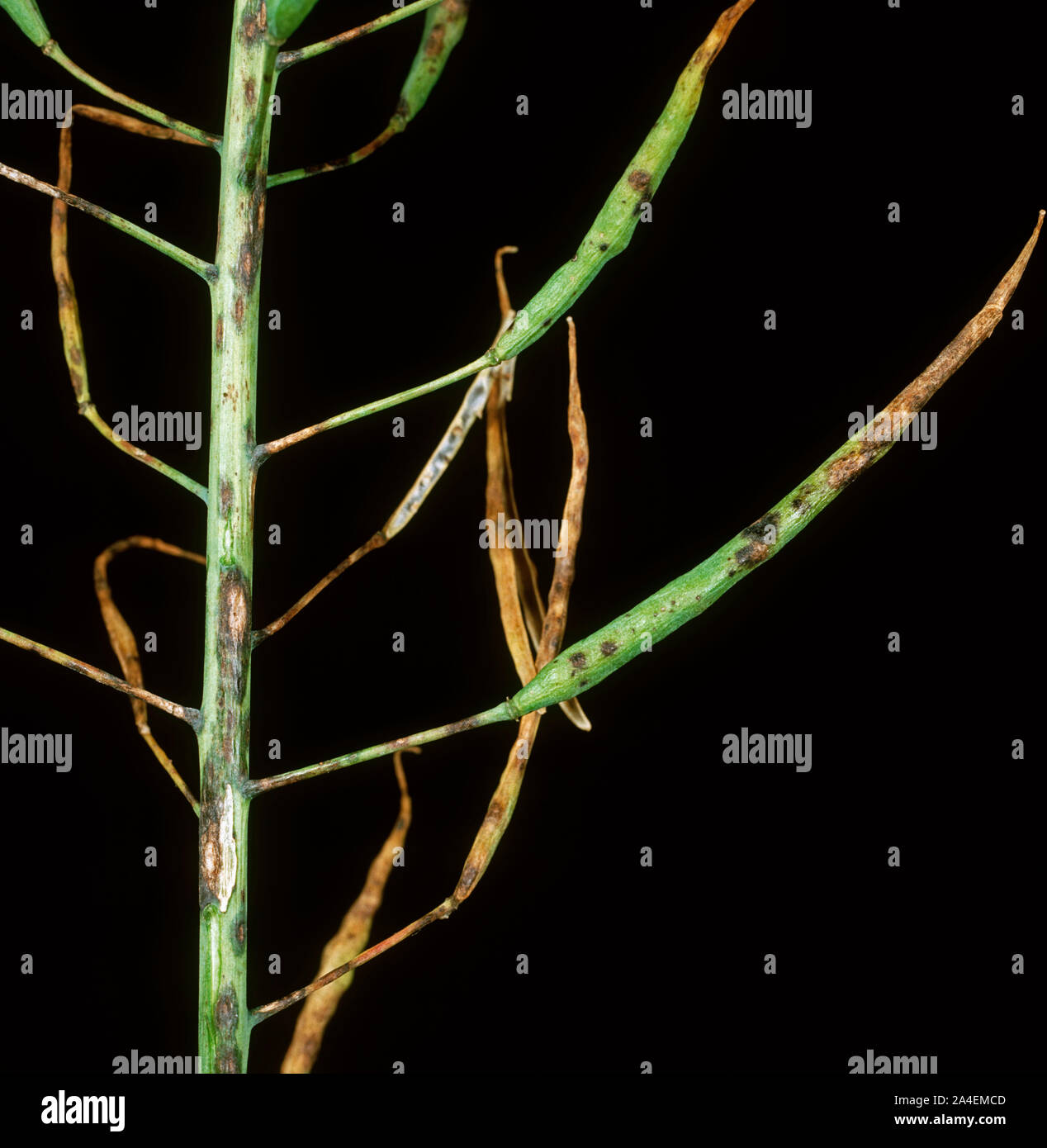 Leaf & pod spot (Alternaria brassicae) discreet black lesions on the ...