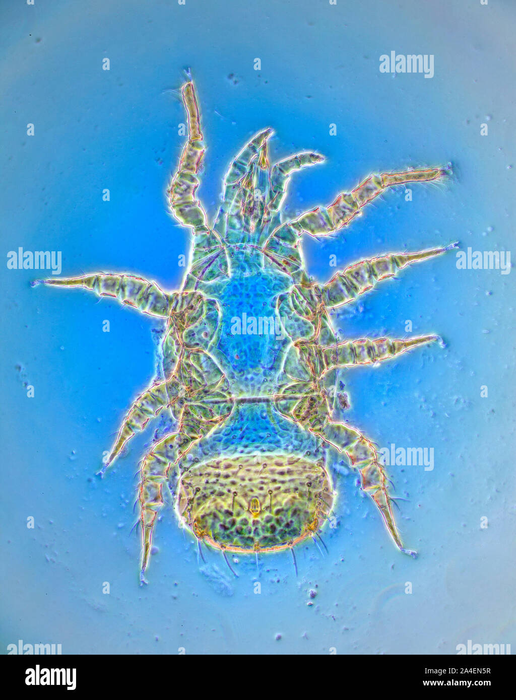 Soil mite, Freshwater National Park, Deception bay, Queensland Stock ...