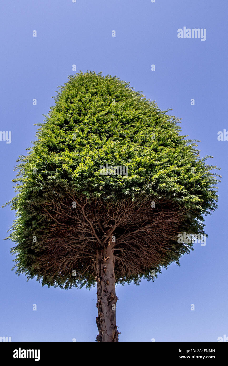 Very young small oak tree in pine forest in summer hi-res stock ...