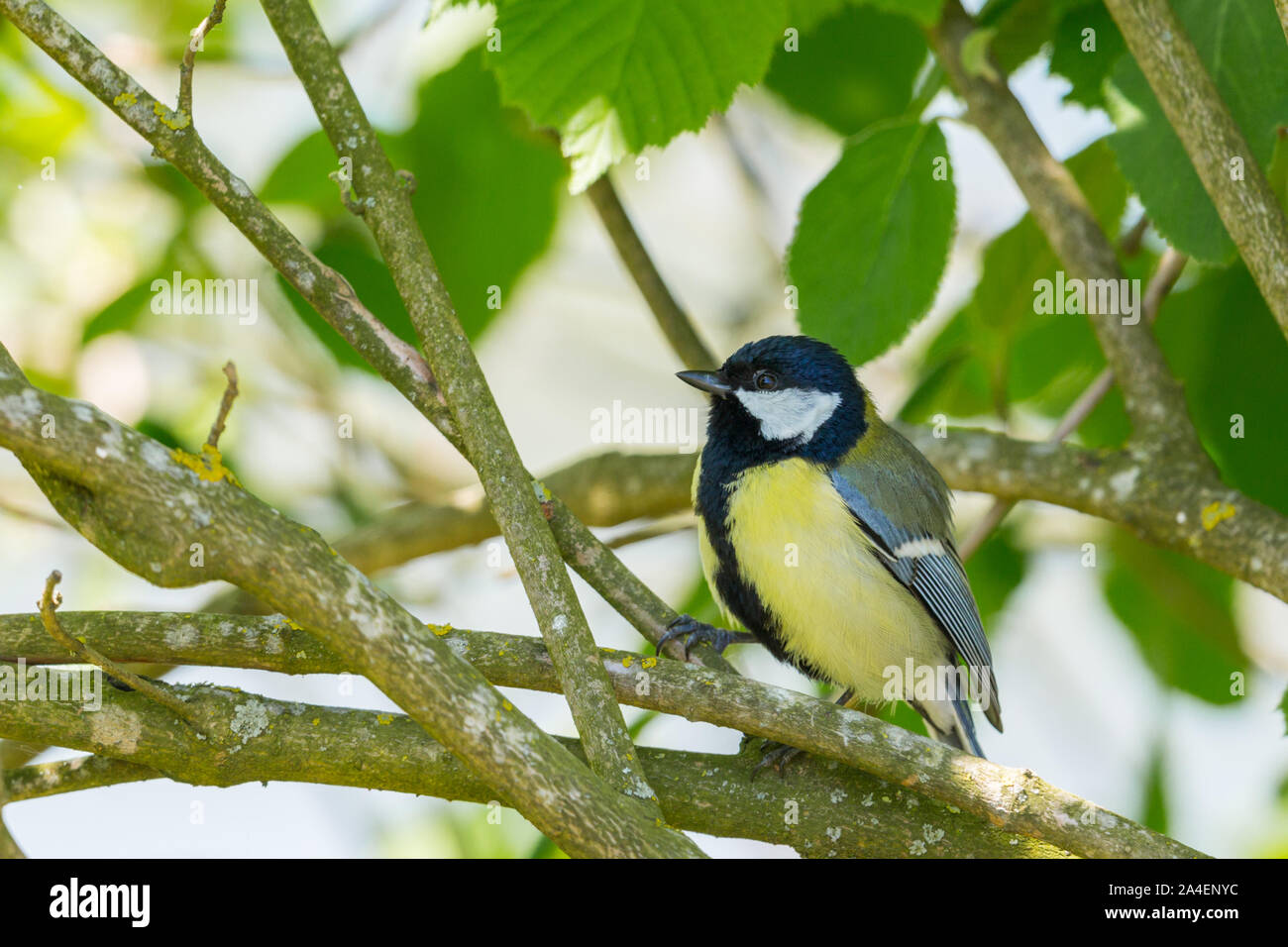 one great tit bird (parus major) sitting in green leaves Stock Photo ...