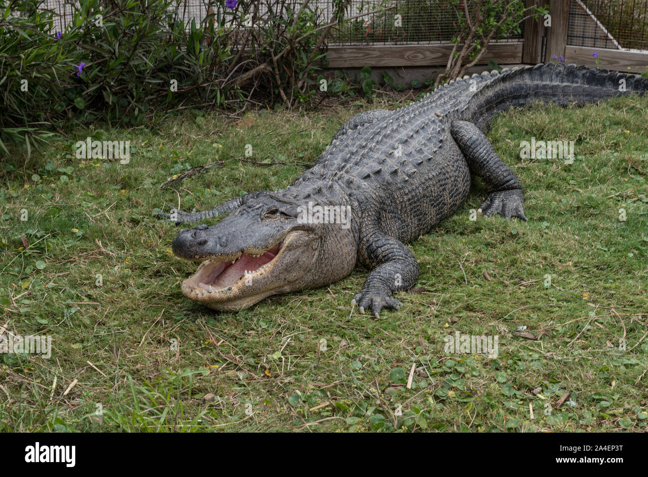 Texas alligators hi-res stock photography and images - Alamy