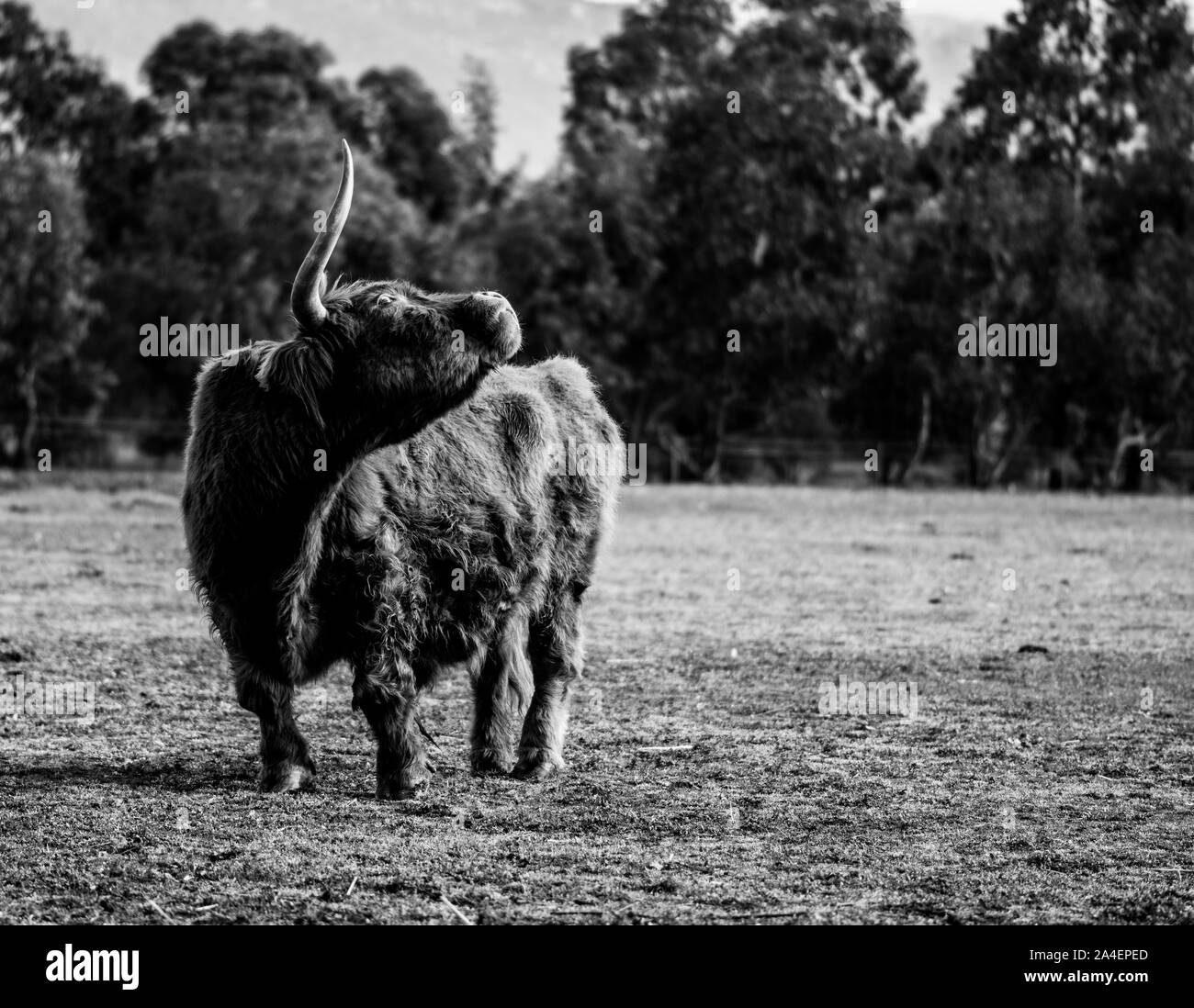 Highland cow Black and White Stock Photos & Images - Alamy