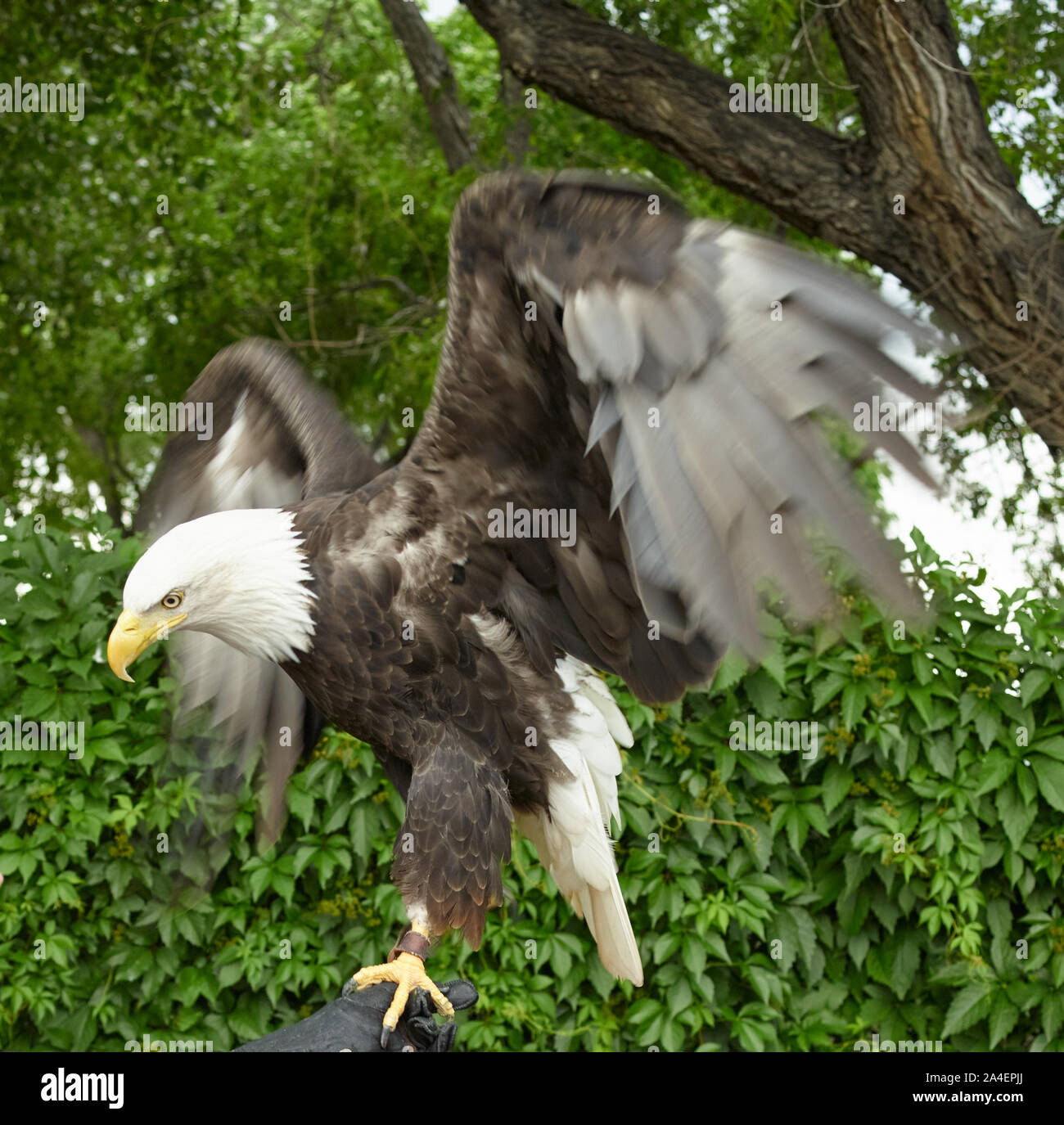 Tribal American Eagle
