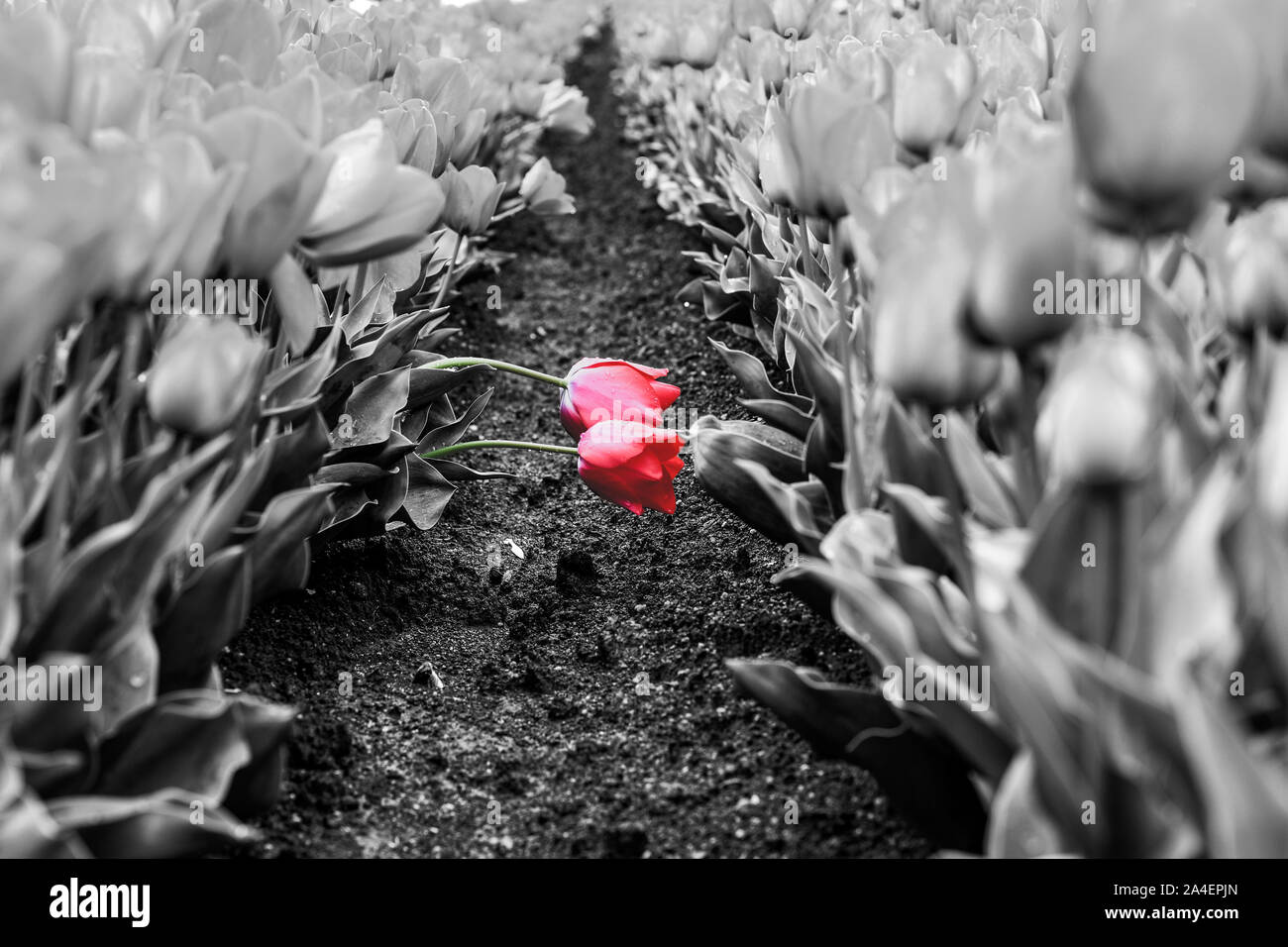 Selective colour hi-res stock photography and images - Alamy