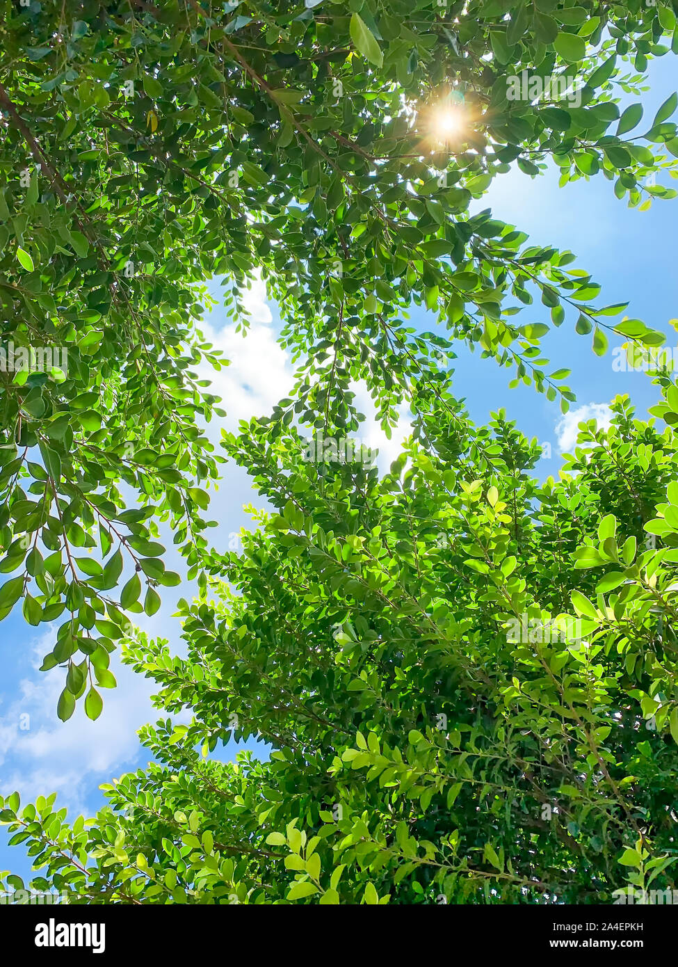 Green leaves under sunshine Stock Photo - Alamy