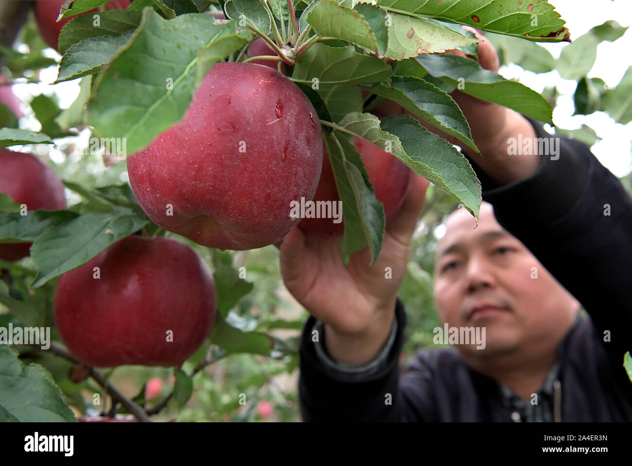 Zhengzhou apple hi-res stock photography and images - Alamy