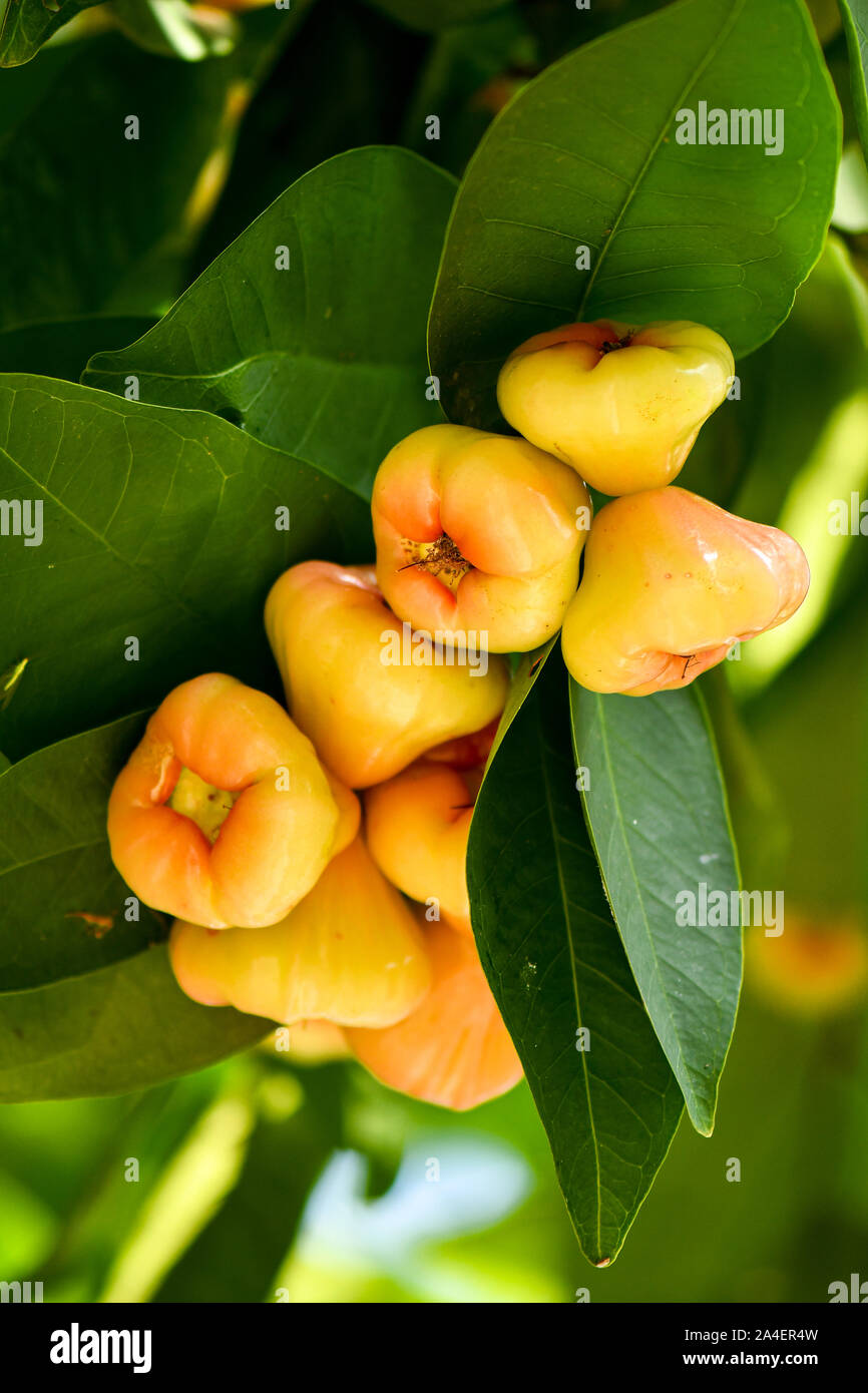 Jambu tree hi-res stock photography and images - Alamy